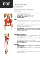 Anatomía de los músculos del muslo anterior | PDF | Anatomía humana ...