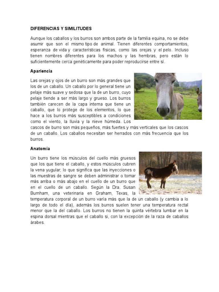 Diferencias entre burros y caballos | PDF | Burro | Mula