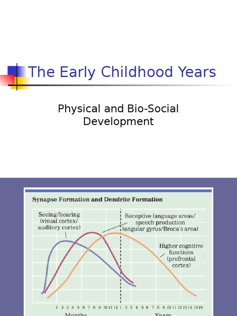 Early Childhood Physical and Brain Development | PDF | Lateralization ...