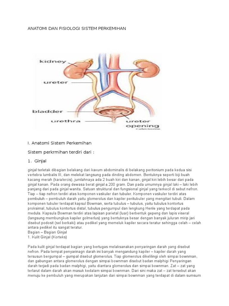 Anatomi Dan Fisiologi Sistem Perkemihan | PDF