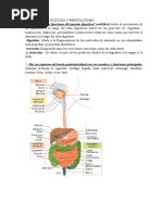 Incisión Rocky Davis | PDF | Medicina CLINICA | Anatomía