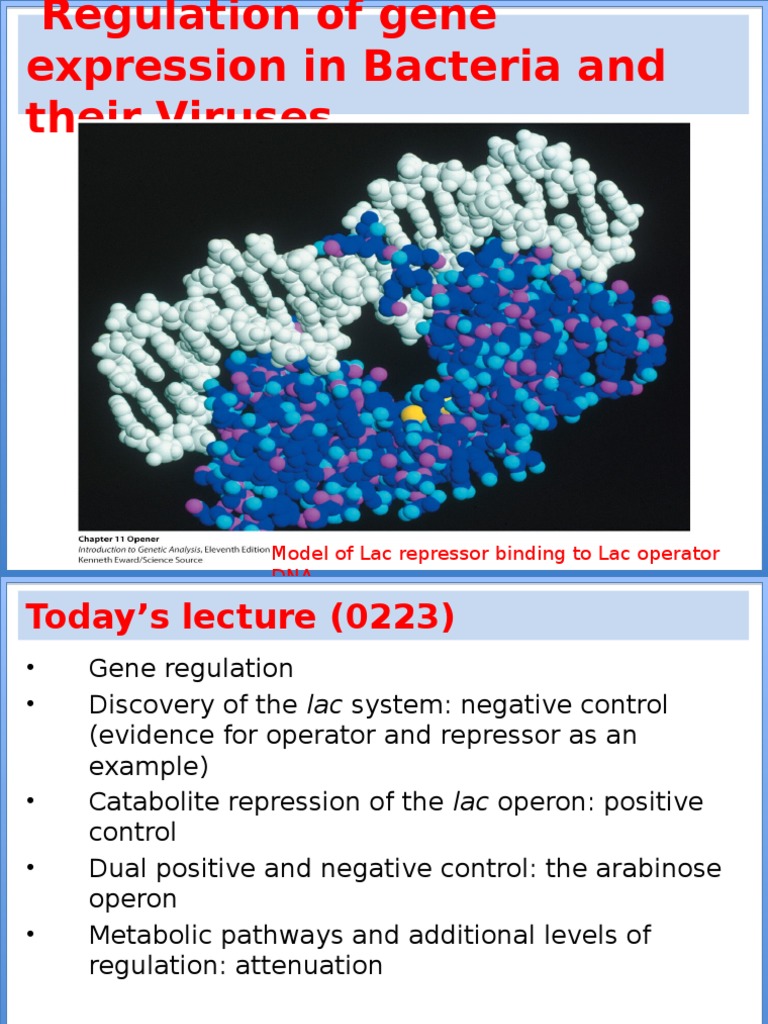 Topic 9 Regulation of Gene Expression in Bacteria and Their Viruses - PART 1 0223 | Operon ...