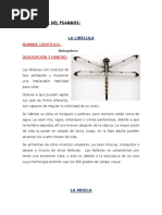 Ciclo de Vida de Las Ranas | PDF | Huevo | Rana