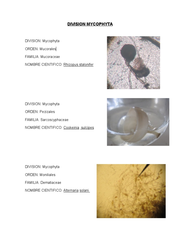 Division Mycophyta | PDF | Hongo | Familia