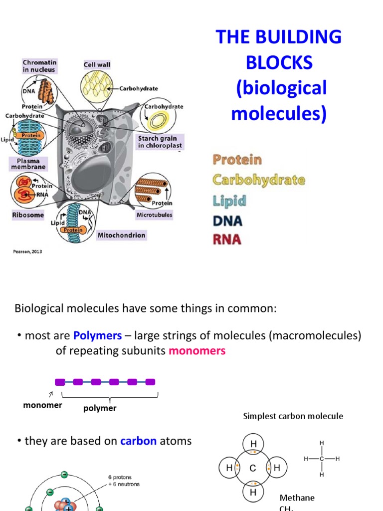 The Building Blocks (Biological Molecules) | PDF | Nucleotides | Lipid