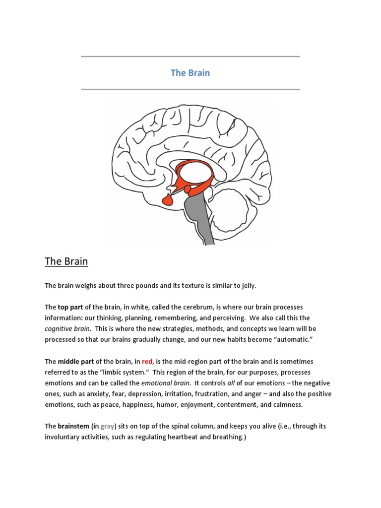 The Brain | PDF