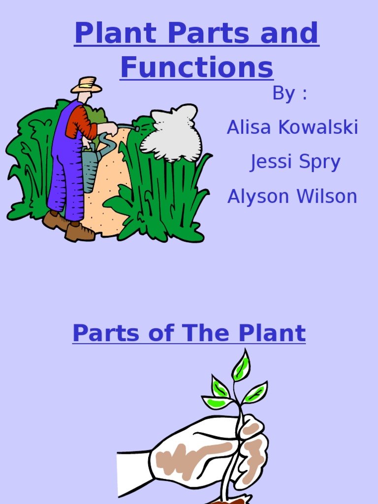 Plant Parts and Functions: By: Alisa Kowalski Jessi Spry Alyson Wilson ...
