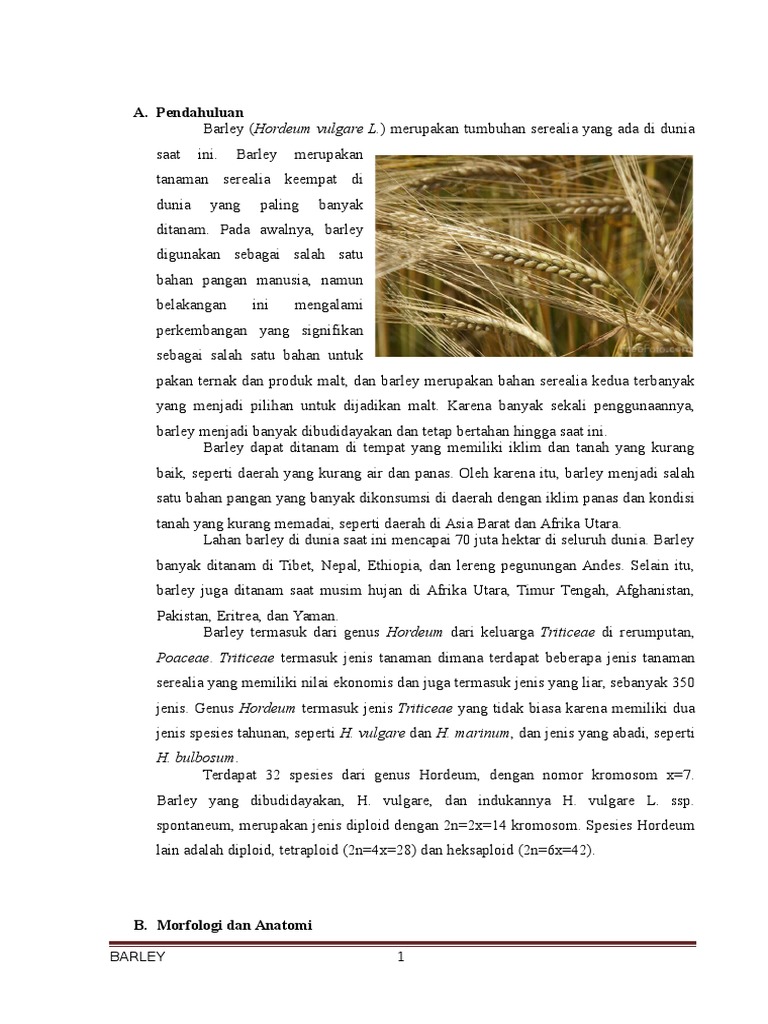 Karakteristik dan Manfaat Tanaman Barley | PDF