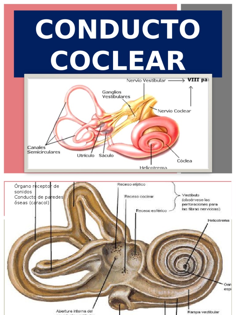 Anatomía y Función del Conducto Coclear | PDF | Citoplasma | Biología ...
