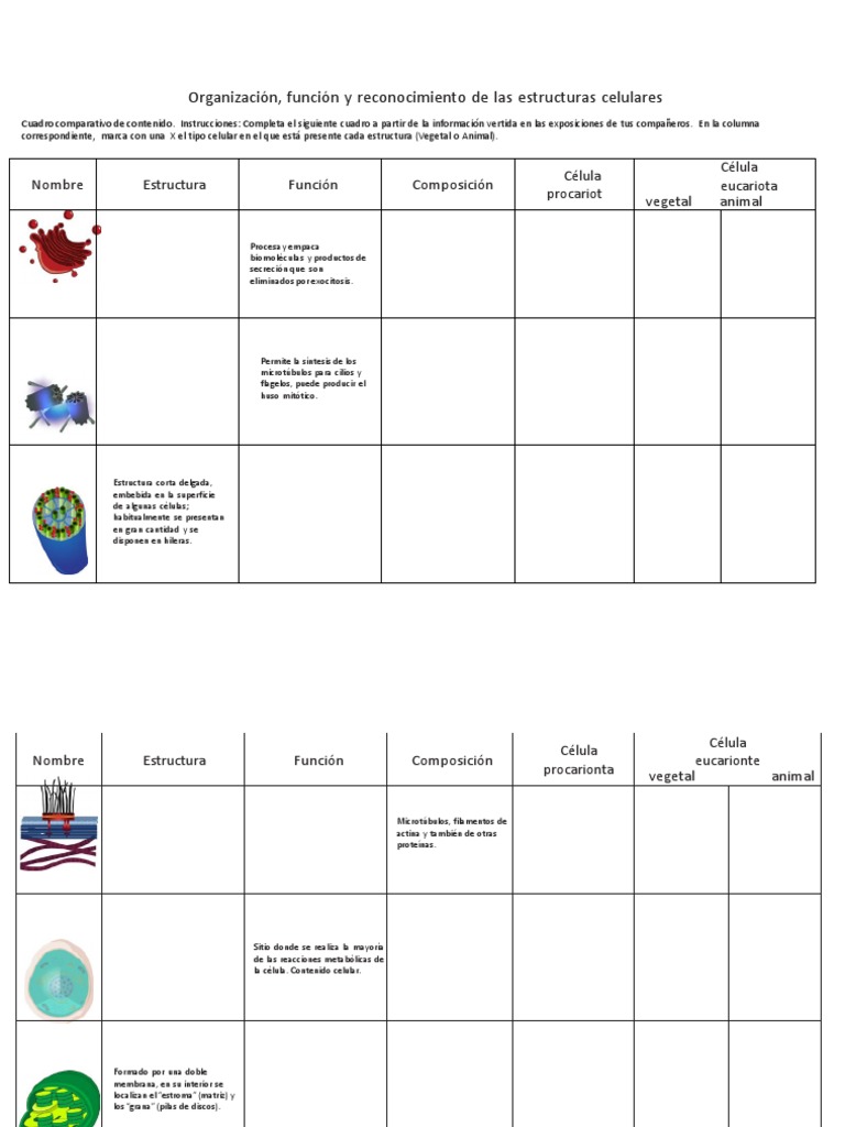 Actividad Estructura y Funcion Celular | PDF