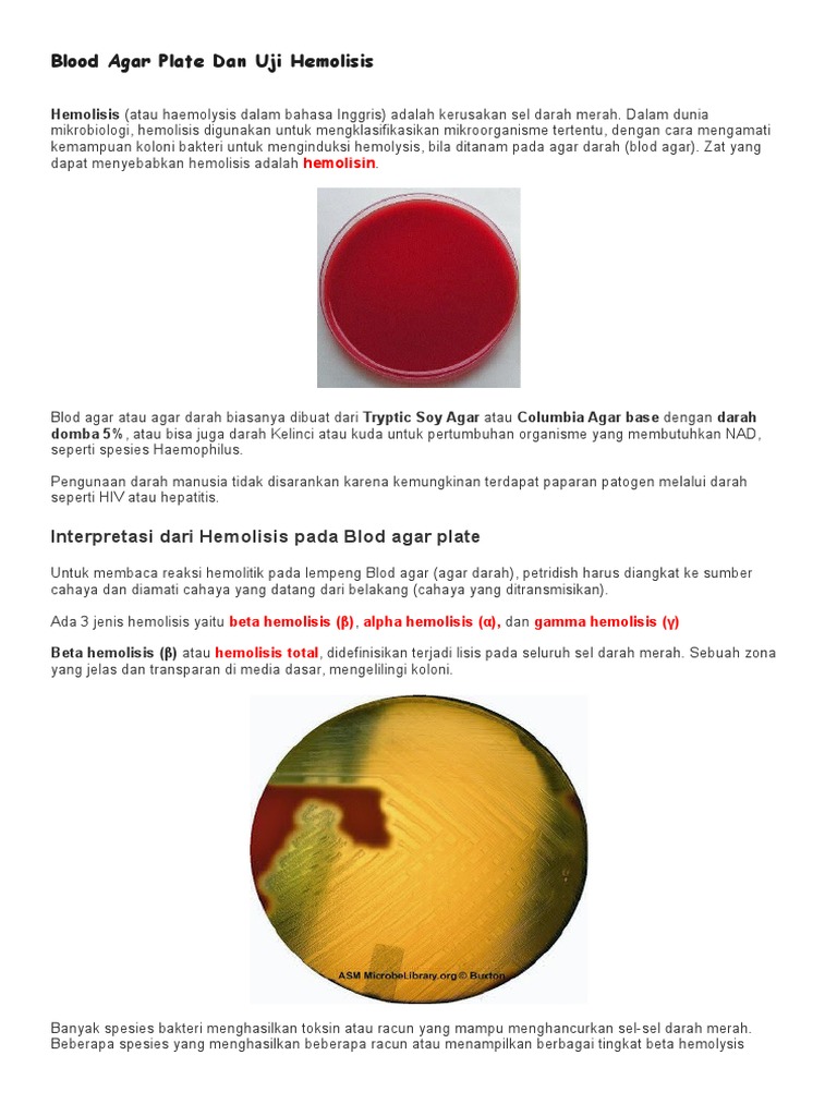 Bap & Uji Hemolisis | PDF