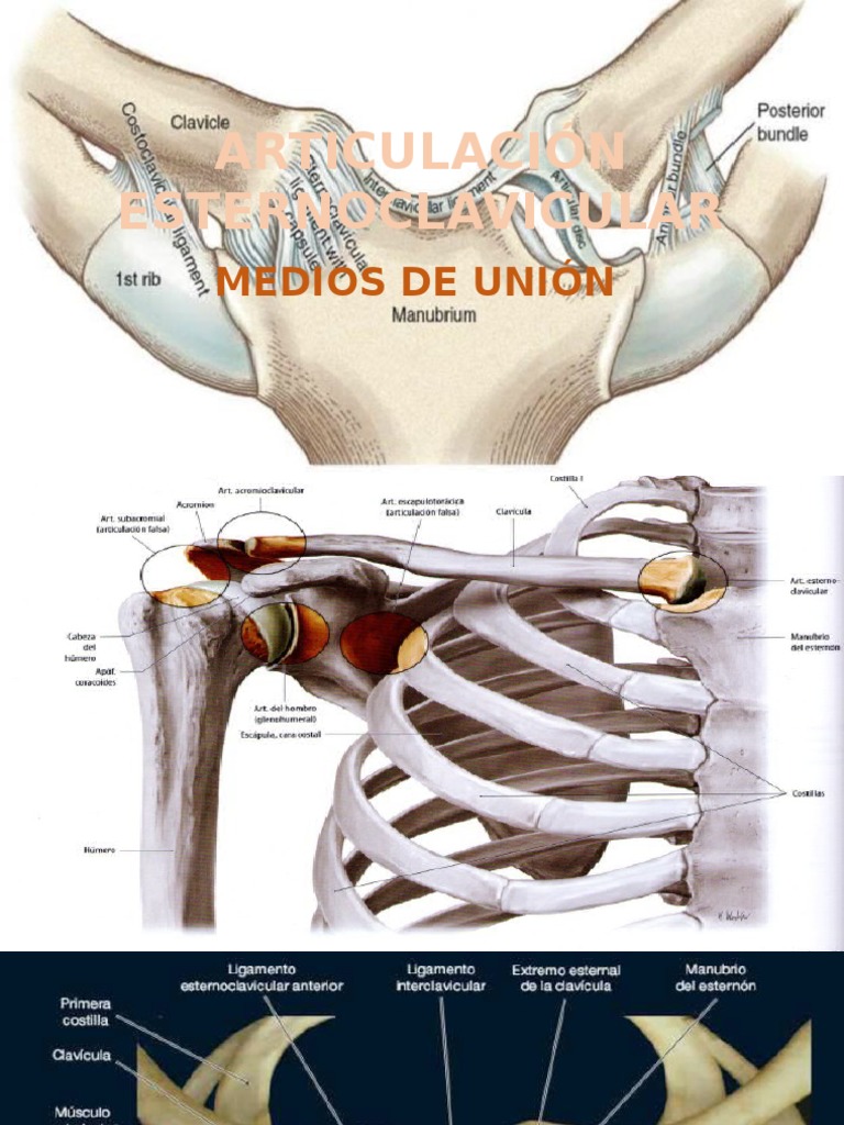 Anatomía de la Articulación Esternoclavicular | PDF