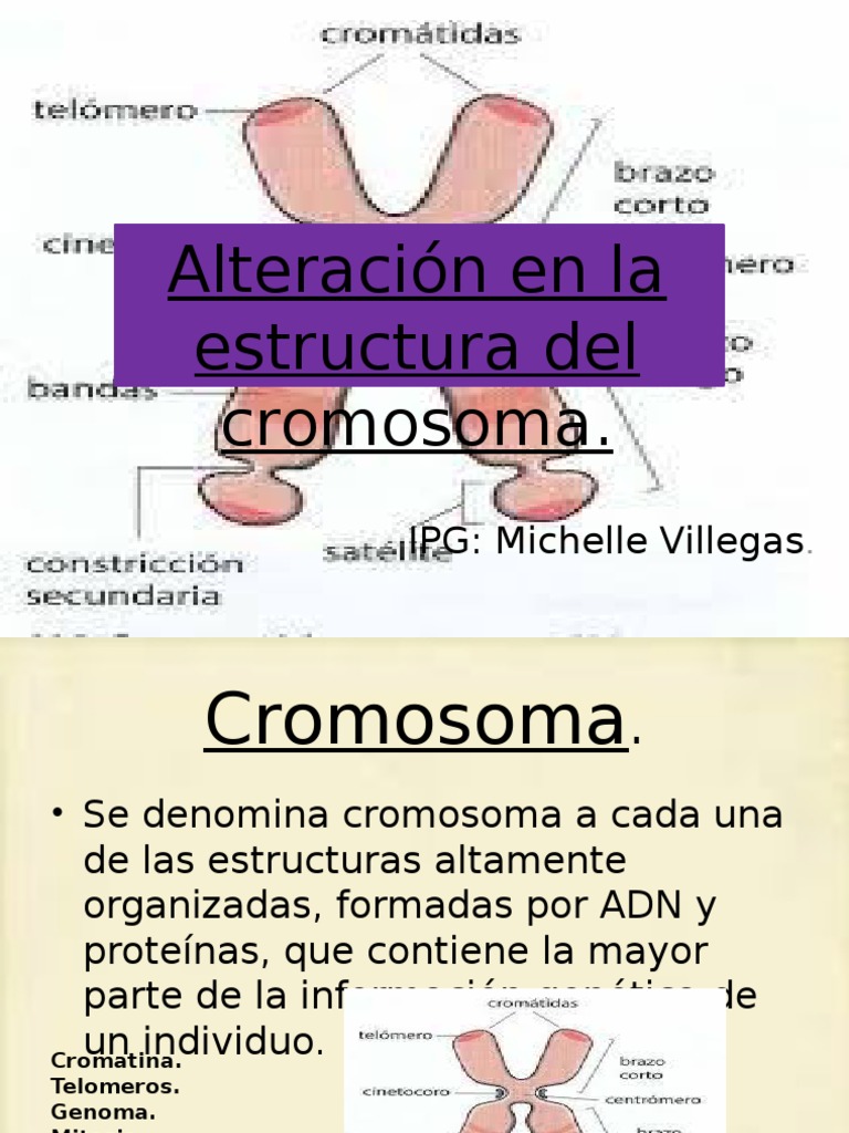 Alteracion Estructura Cromosomica | PDF | Cromosoma | Deleción (Genética)
