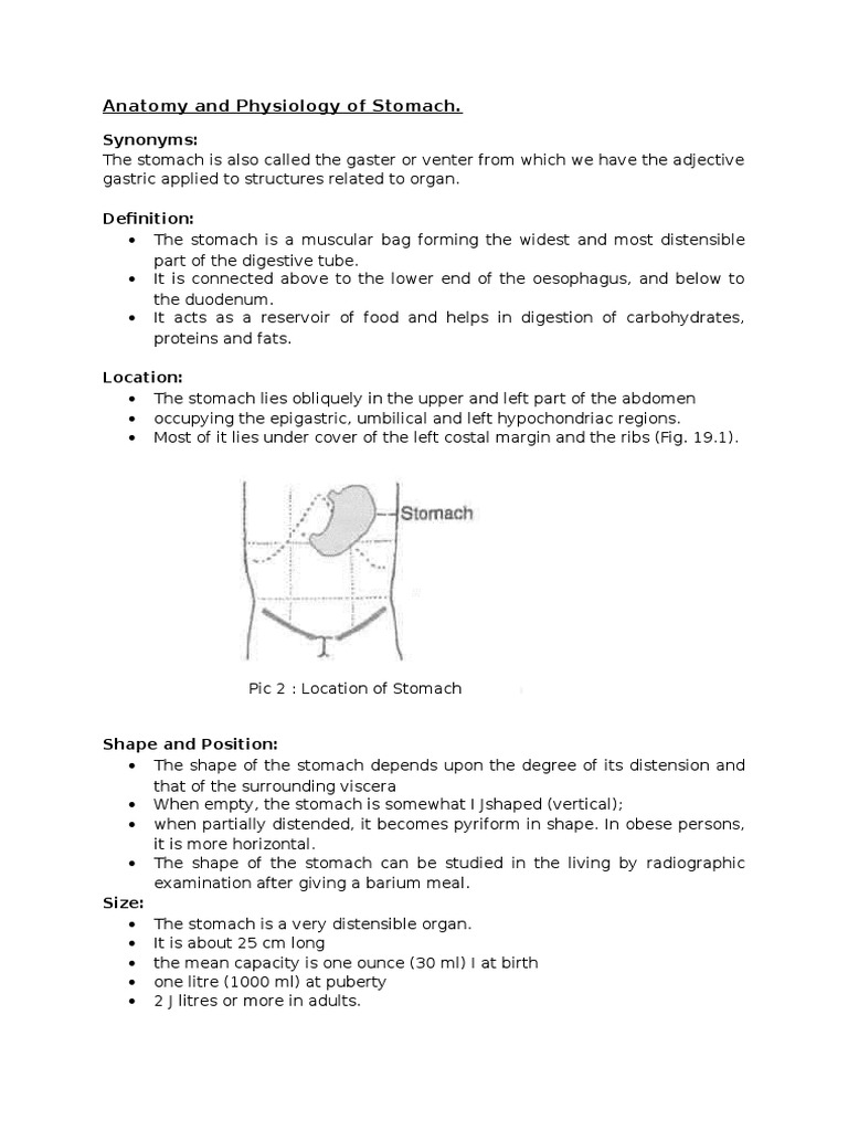 Anatomy and Physiology of Stomach. | PDF | Stomach | Epithelium