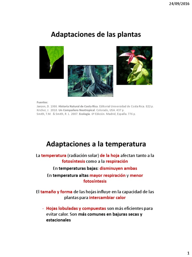 Adaptaciones de Las Plantas | PDF | Hoja | Tallo de la planta