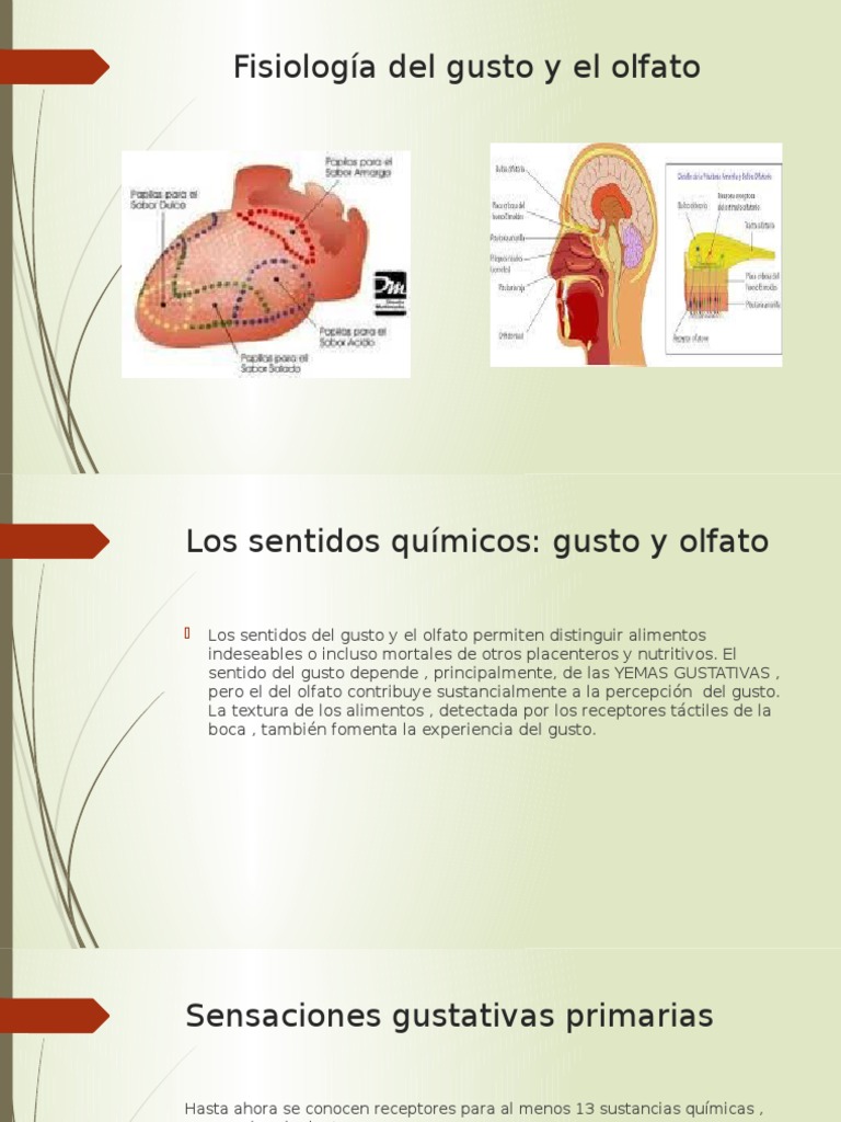 Título: La fisiología de los sentidos químicos: el gusto y el olfato ...