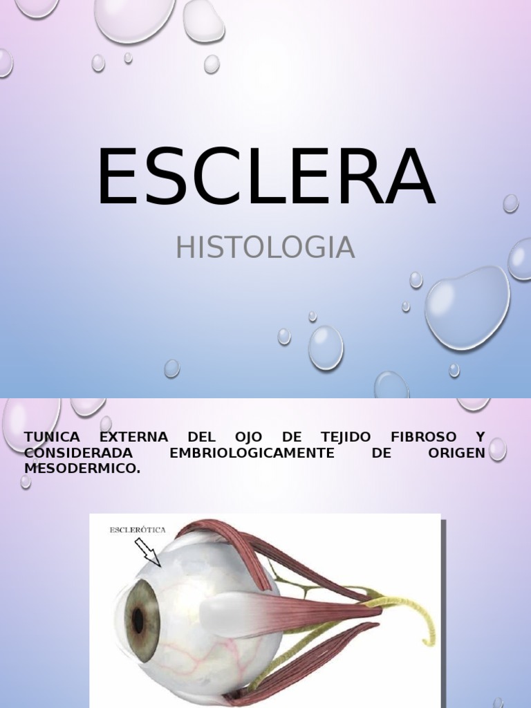 Esclera Histologia