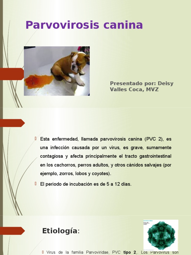 Parvovirosis canina DEISY V.C..pptx | Microbiología | Ciencias de la ...
