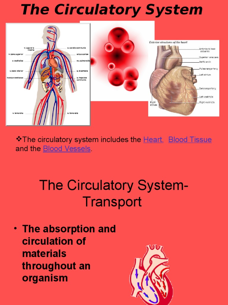 Best Basic Circulatory System | PDF | Artery | Blood