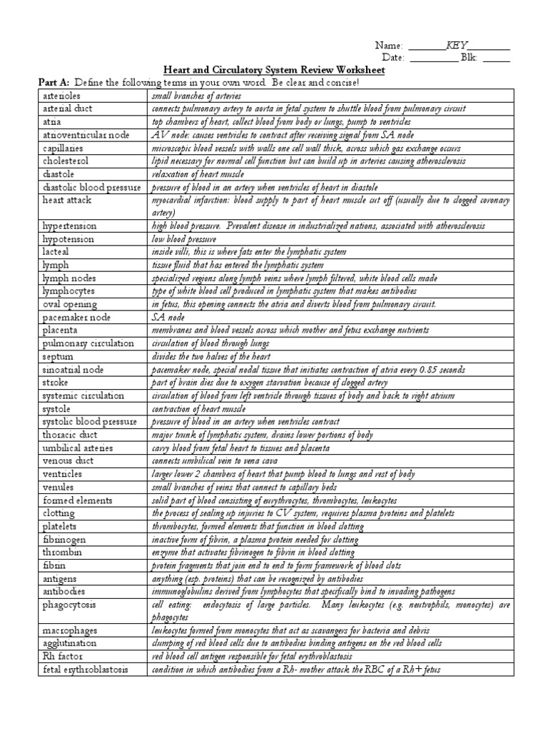 Circulatory System Review Worksheet KEY | PDF | Heart Valve | Atrium ...