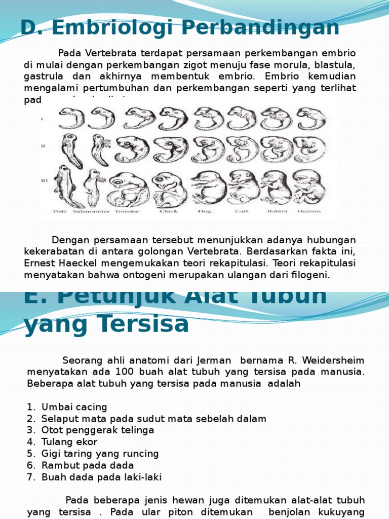 Bukti Evolusi Melalui Embriologi Perbandingan | PDF | Pengembangan Diri ...