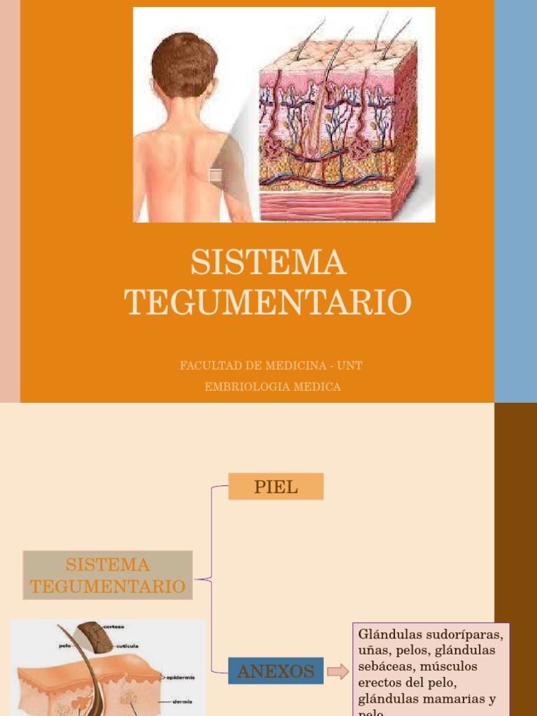 Sistema Tegumentario | Descargar gratis PDF | Piel | Diente humano