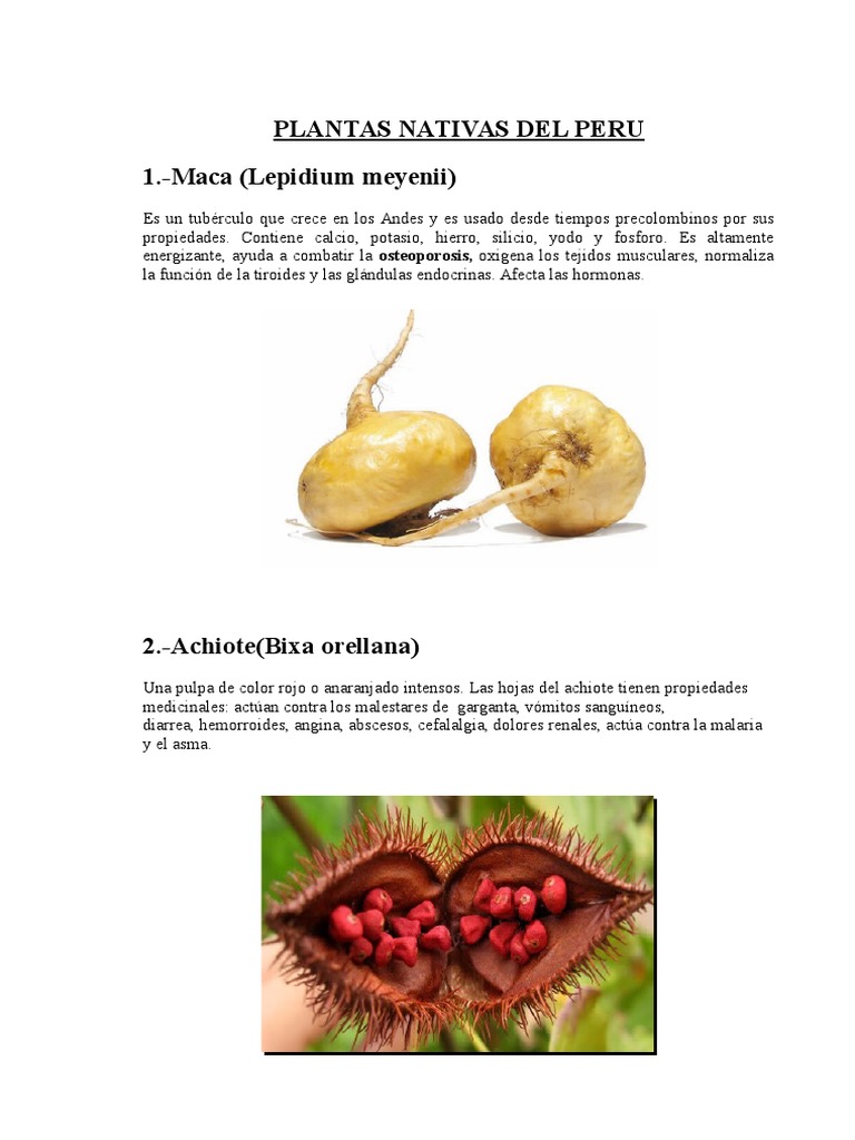 Plantas Nativas Del Peru | PDF | Vitamina C | Especialidades Medicas