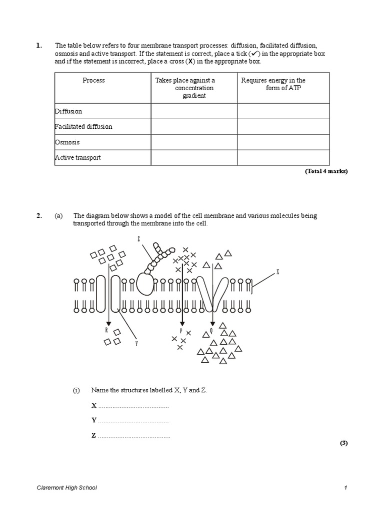 Membrane and Transport | PDF | Cell Membrane | Osmosis