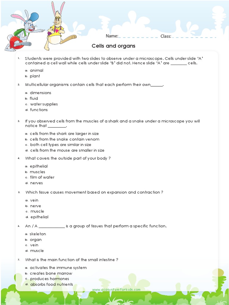 Cells and Organs: Name: Class | PDF | Human Body | Tissue (Biology)