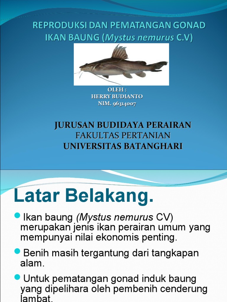 Presentasi Rproduksi Ikan Baung | PDF