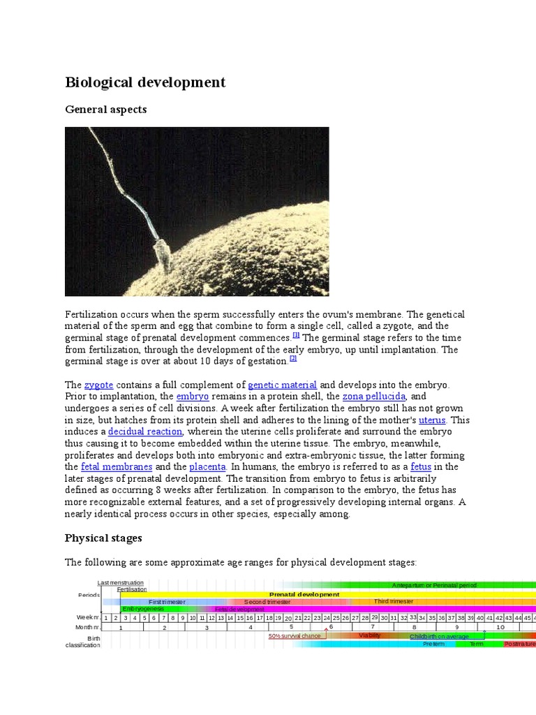 Biological Development | PDF | Prenatal Development | Embryo