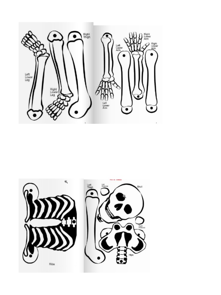 Esquelet Musculs Articulacions Parts Del Cos Segon Primaria | PDF