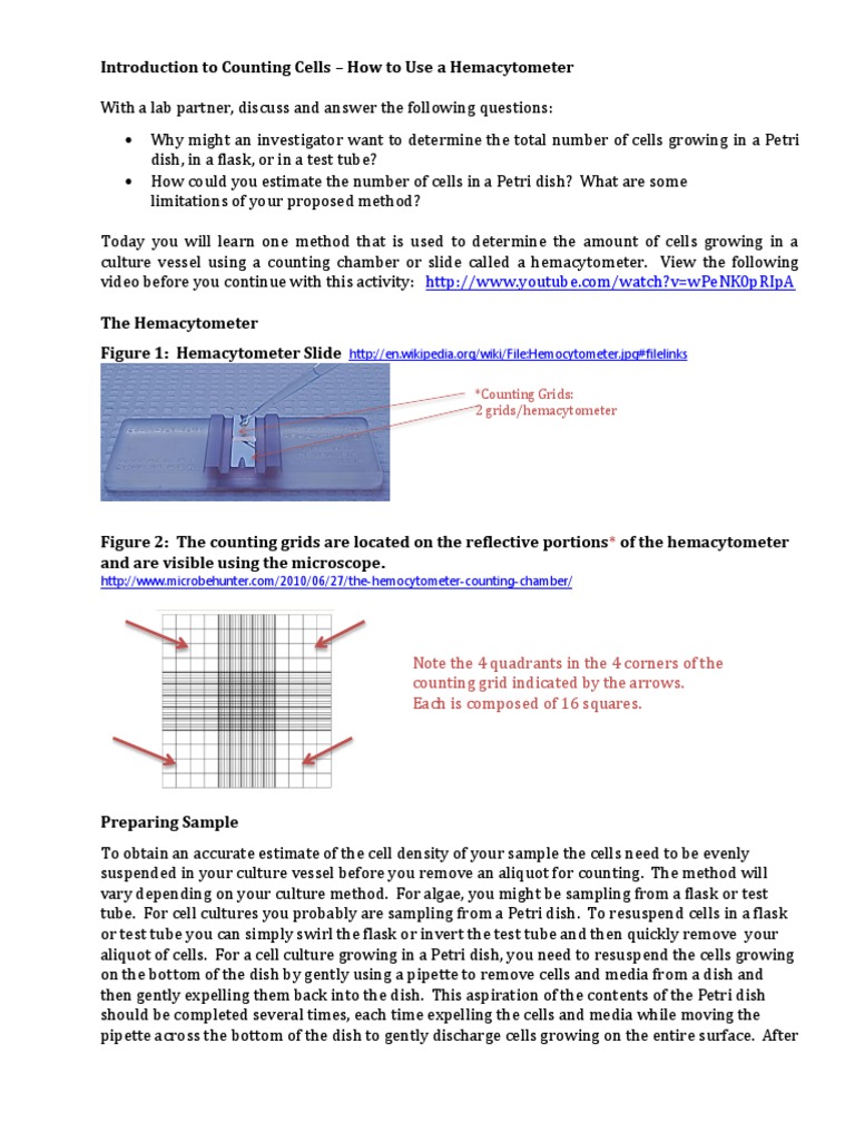 Hemacytometer Activity Revised 7-23-13 | PDF | Nature