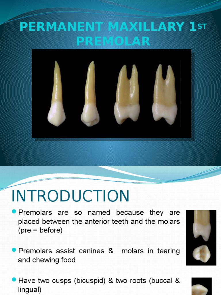 Permanent Maxillary 1 Premolar