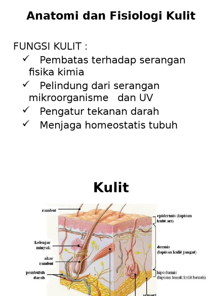 Anatomi Dan Fisiologi Kulit | PDF
