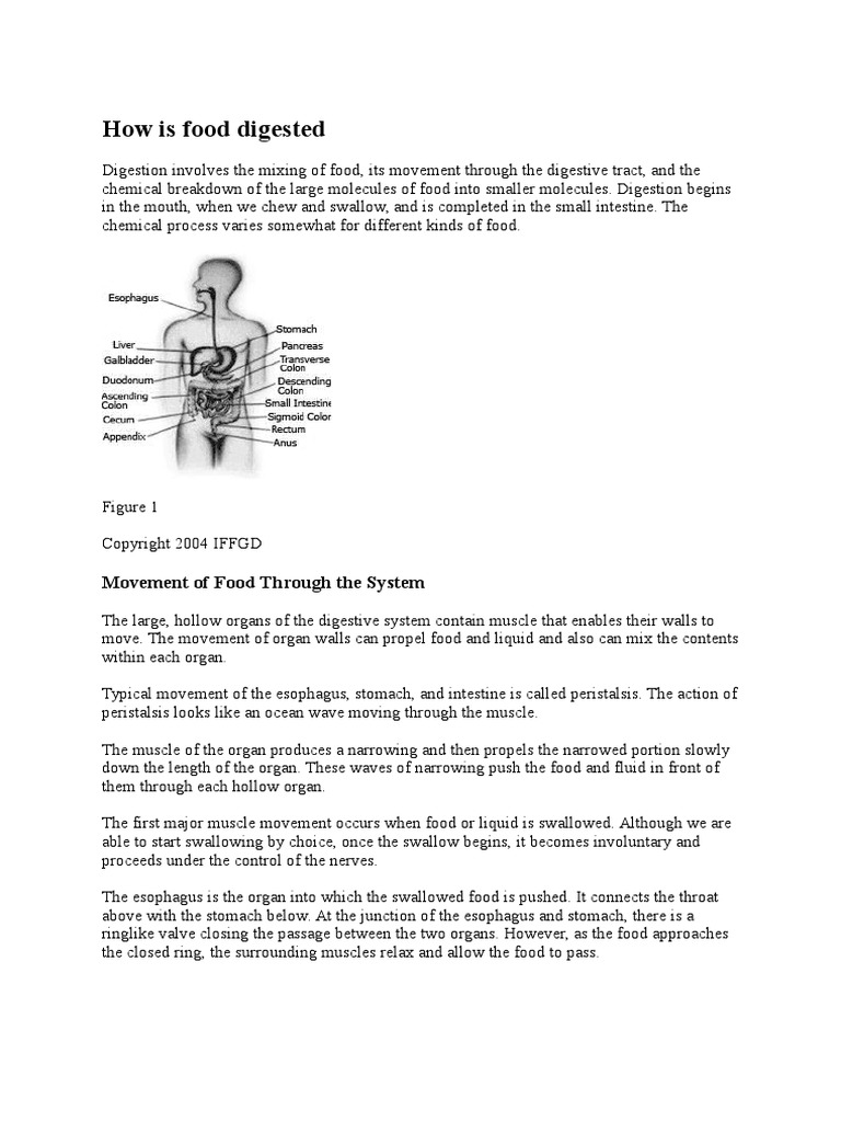 Understanding Food Digestion Process Pdf Digestion