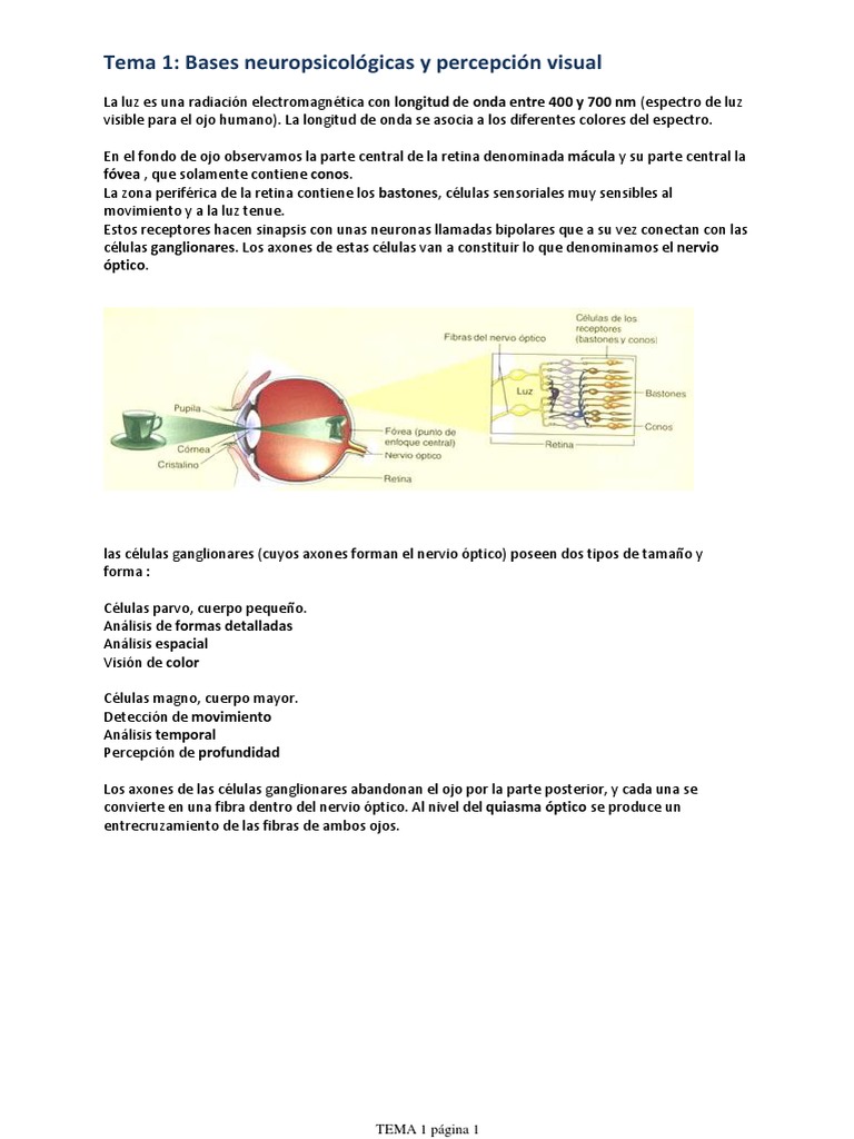 Resumen Visual | Descargar gratis PDF | Percepción visual | Lectura ...
