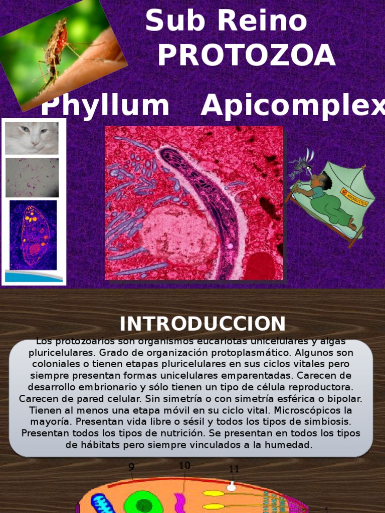 Phylum Apicomplexa | PDF | Ciencias de la vida | Biología