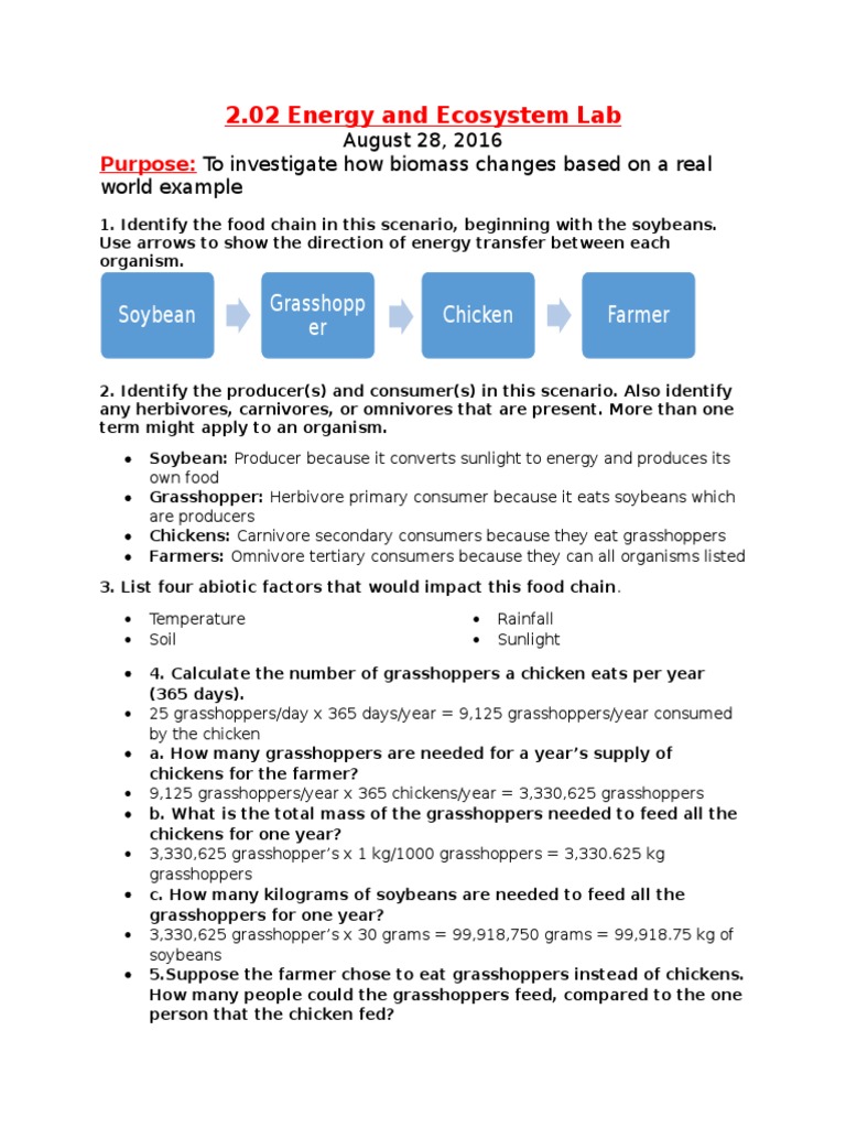 Energy Food Chain Lab | PDF | Food Web | Ecosystem