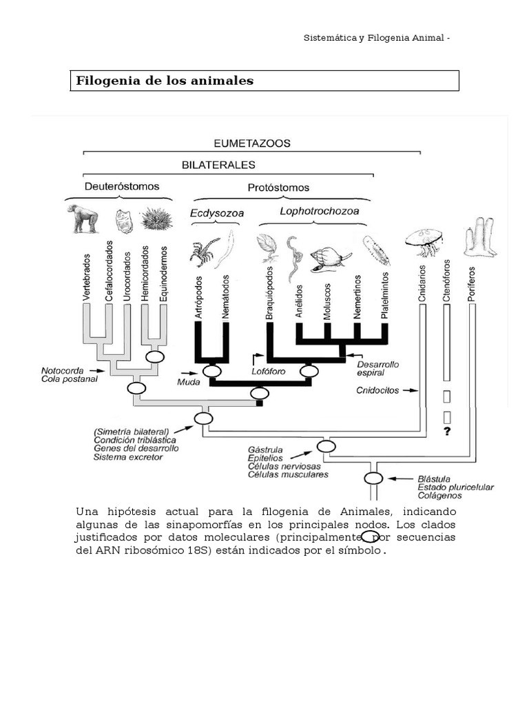 Filogenia Animales | PDF | Eucariotas | Organismos