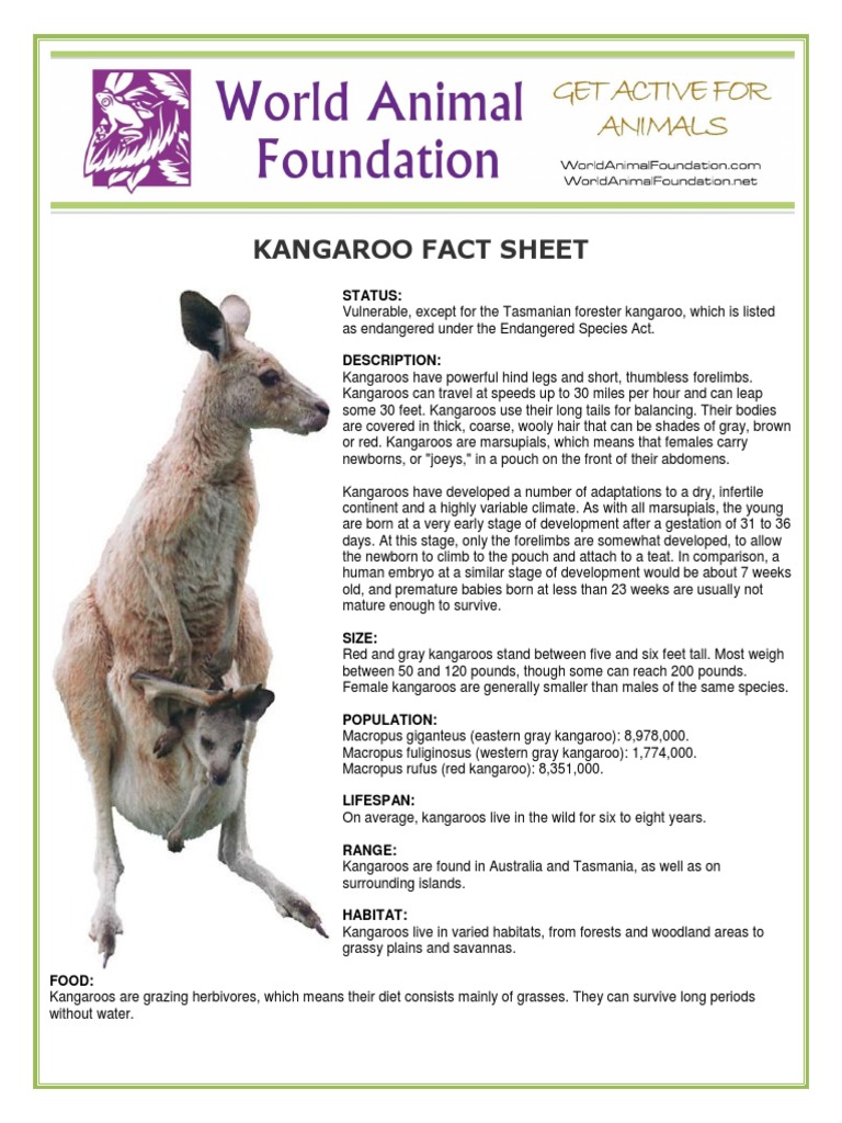 kangaroo.pdf