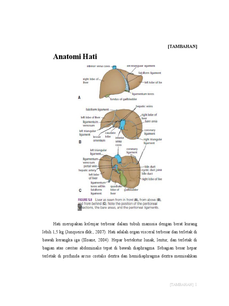 Anatomi Hati | PDF