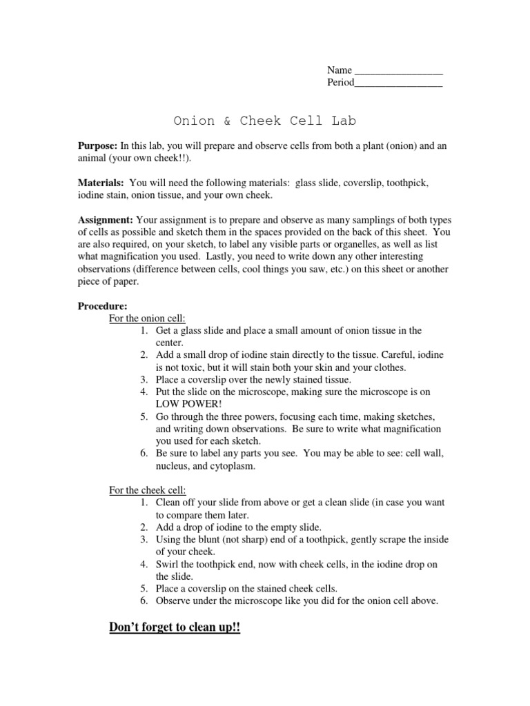 Onion & Cheek Cell Lab: Don't Forget To Clean Up!! | PDF