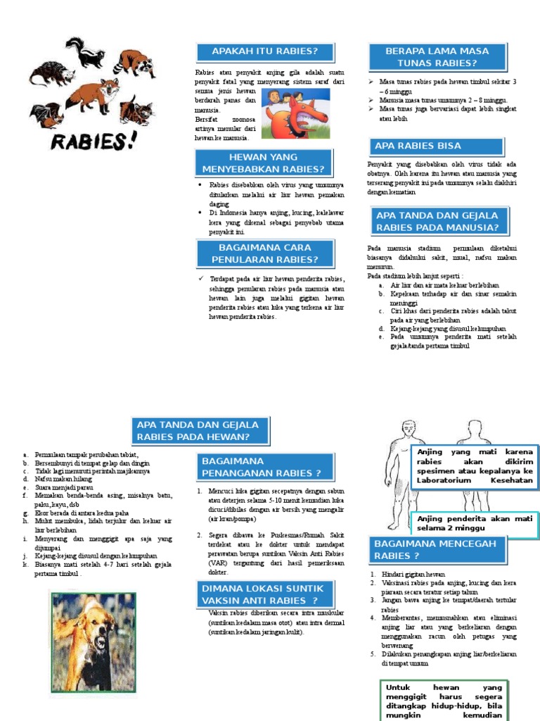 Leaflet Rabies | PDF