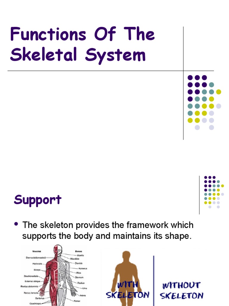 Skeletal Function | PDF