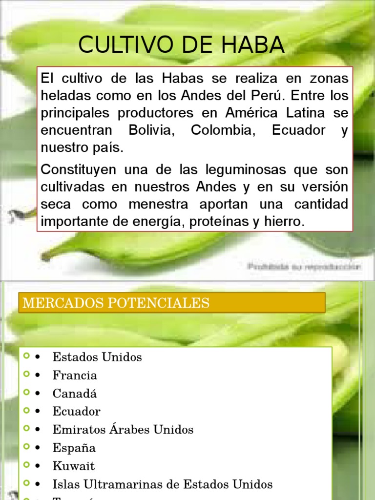 Cultivo de Haba | PDF | Riego | Horticultura y jardinería