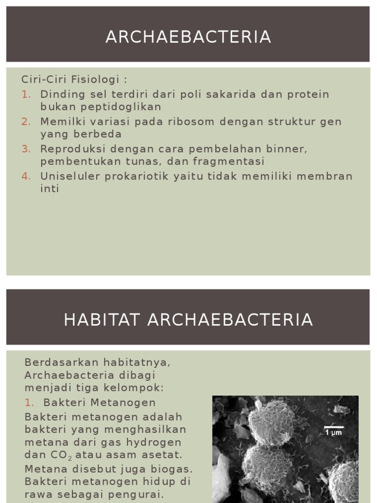 Archaebacteria | PDF