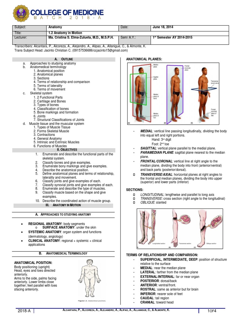 Anatomy 1.2 Anatomy in Motion | PDF | Anatomical Terms Of Motion ...