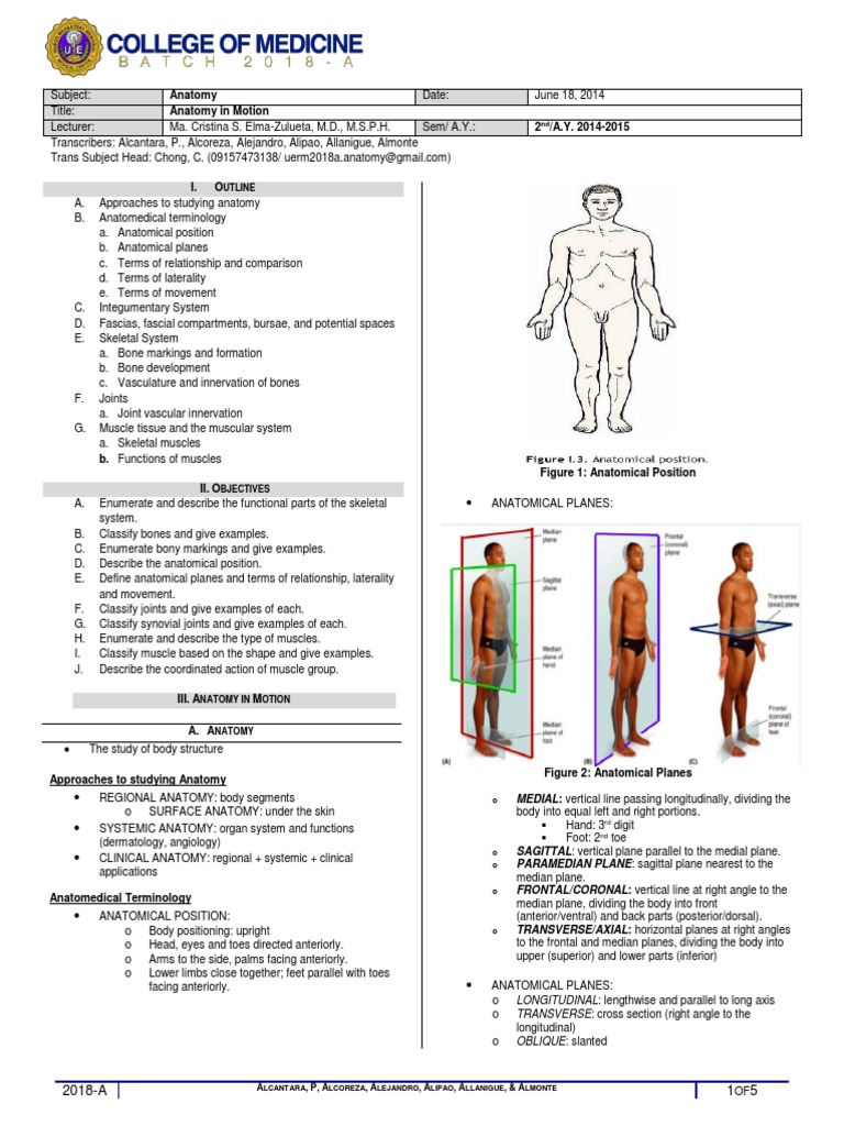 Anatomy 1.1 Anatomy in Motion | PDF | Anatomical Terms Of Motion ...