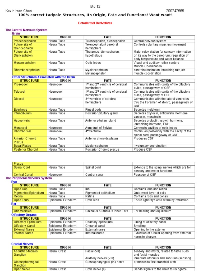E3. Tadpole Table | PDF | Cerebrum | Aorta